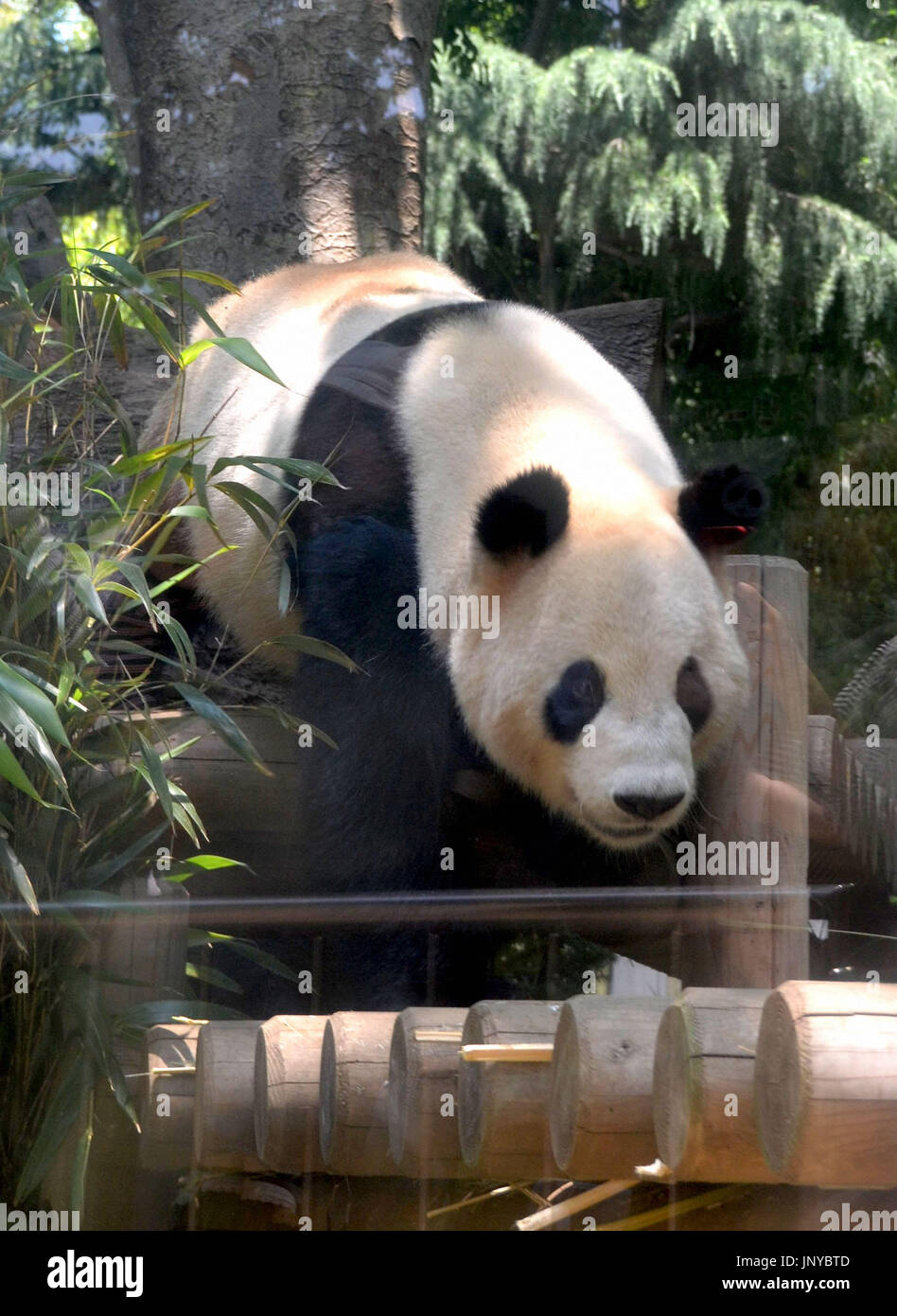 TOKYO, Japan - Male giant panda Ri Ri is pictured at Tokyo's Ueno Zoo ...