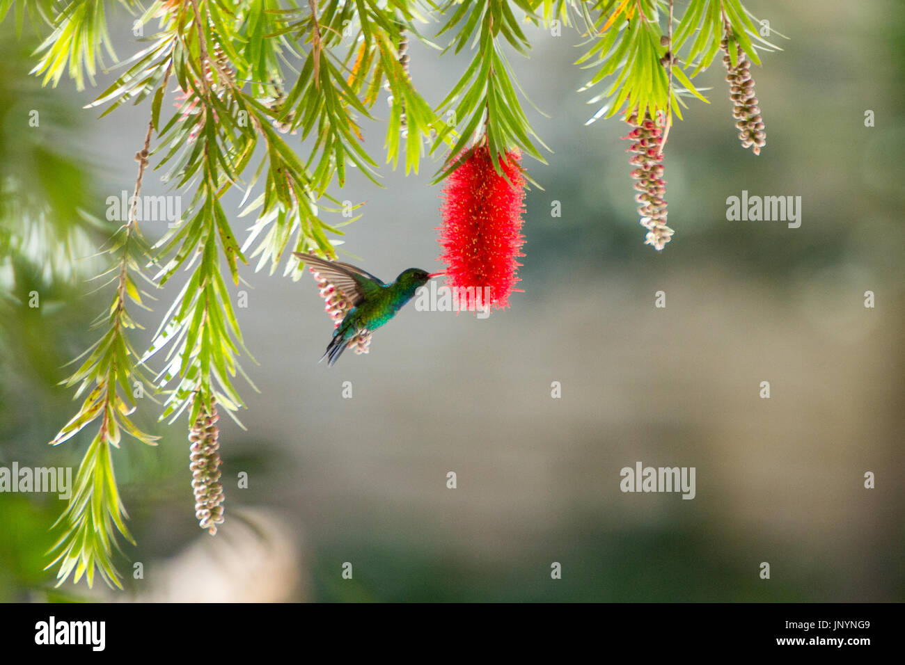 Asuncion, Paraguay. 30th July, 2017. A Glittering-bellied emerald ...