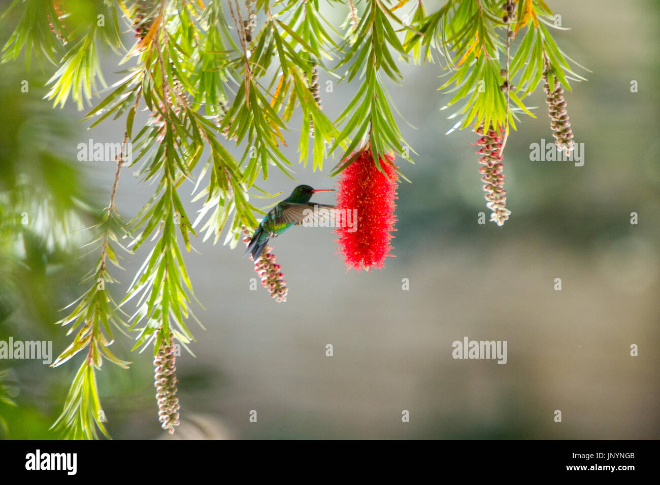 Asuncion, Paraguay. 30th July, 2017. A Glittering-bellied emerald ...