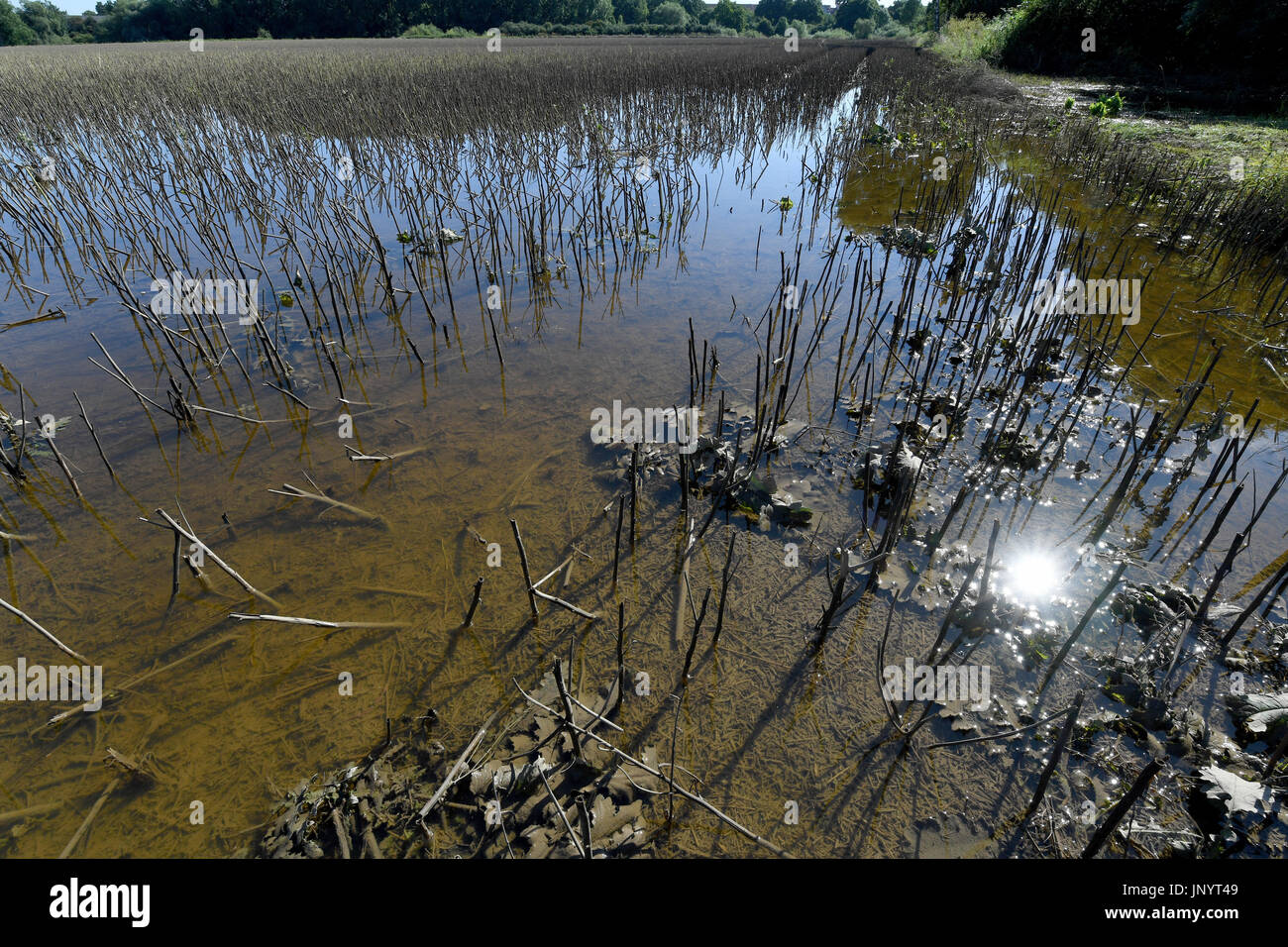 Arable land is flooded by the Leine river close to the river in the ...