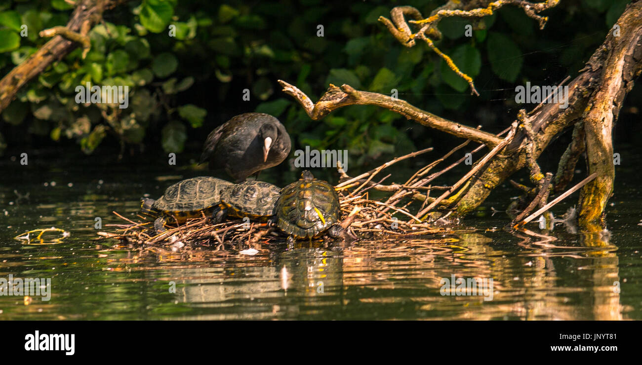Three terrapins hi-res stock photography and images - Alamy