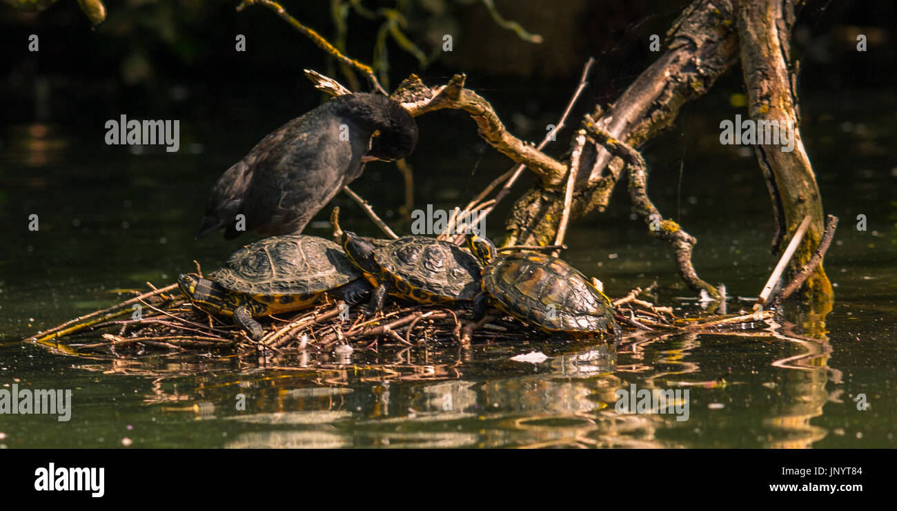 London terrapins hi-res stock photography and images - Alamy