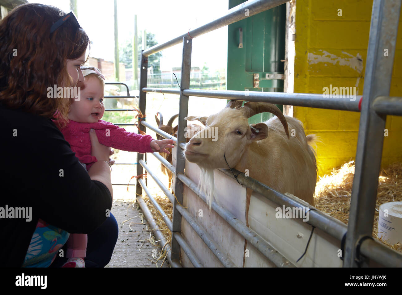 Sheffield, UK. 31st July, 2017. Children enjoy visiting the animals in ...
