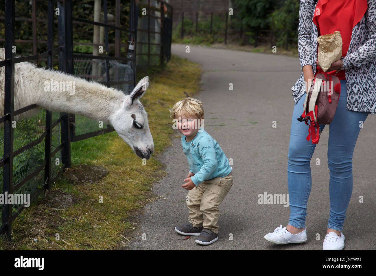 Sheffield, UK. 31st July, 2017. Children enjoy visiting the animals in ...