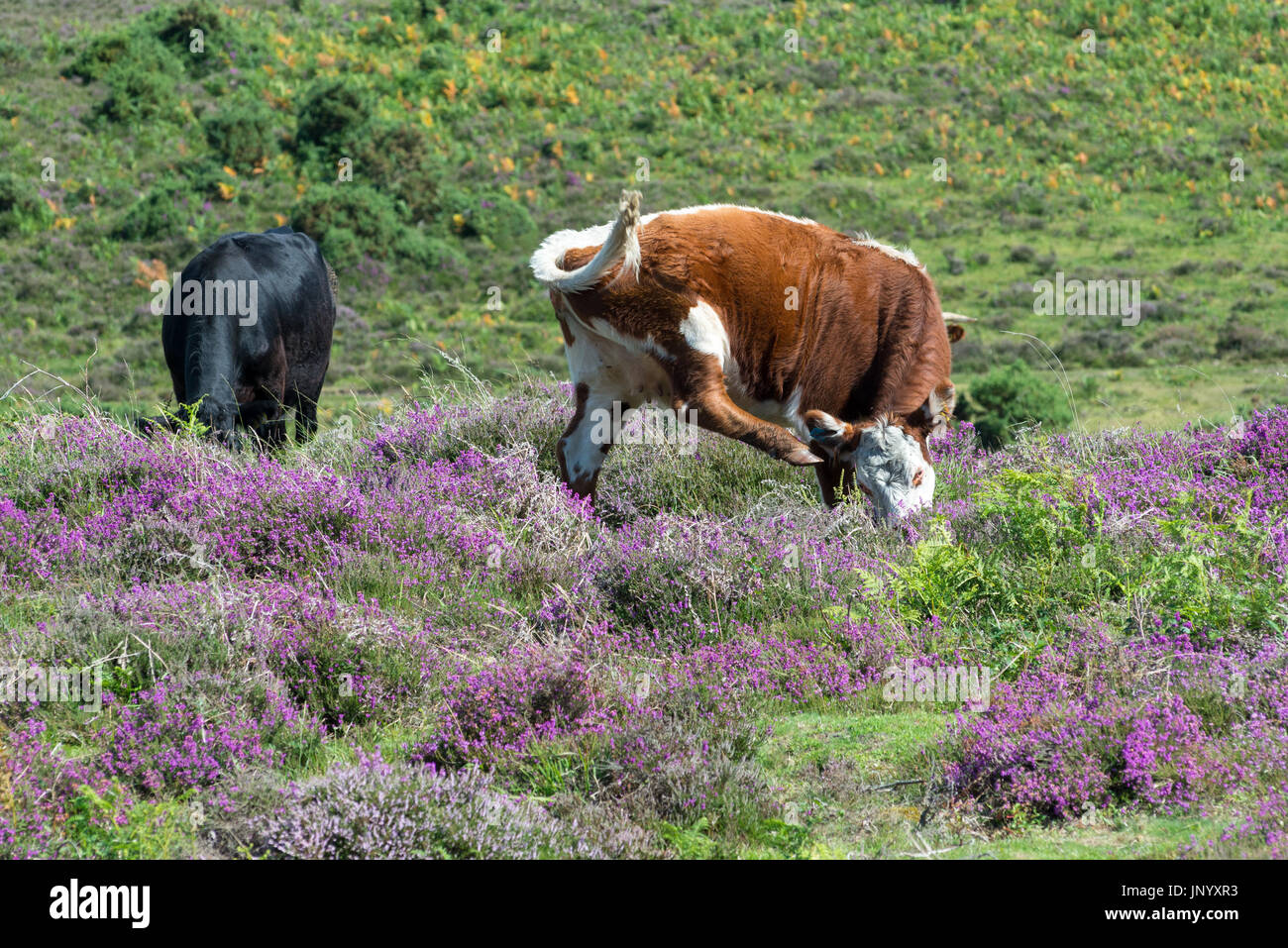 Scratching cow hi-res stock photography and images - Alamy