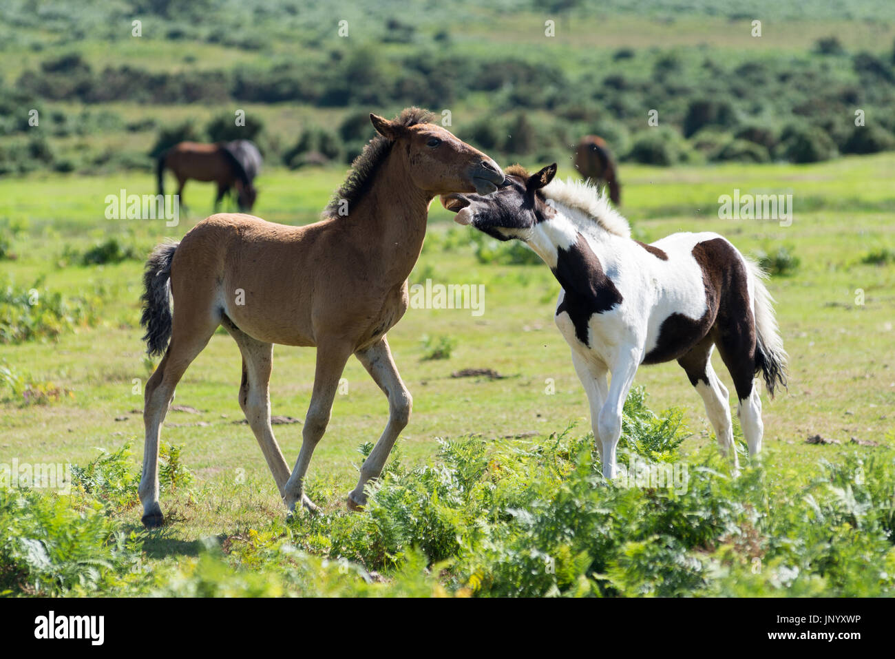 Frolicking hi-res stock photography and images - Alamy