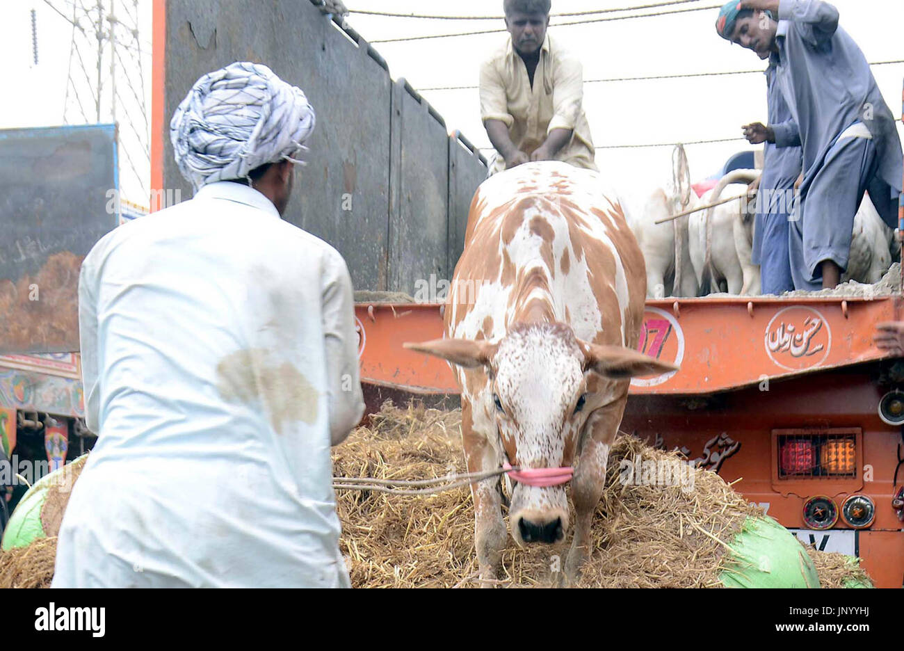 Cattle dealers shift their animals from vehicle at makeshift ...