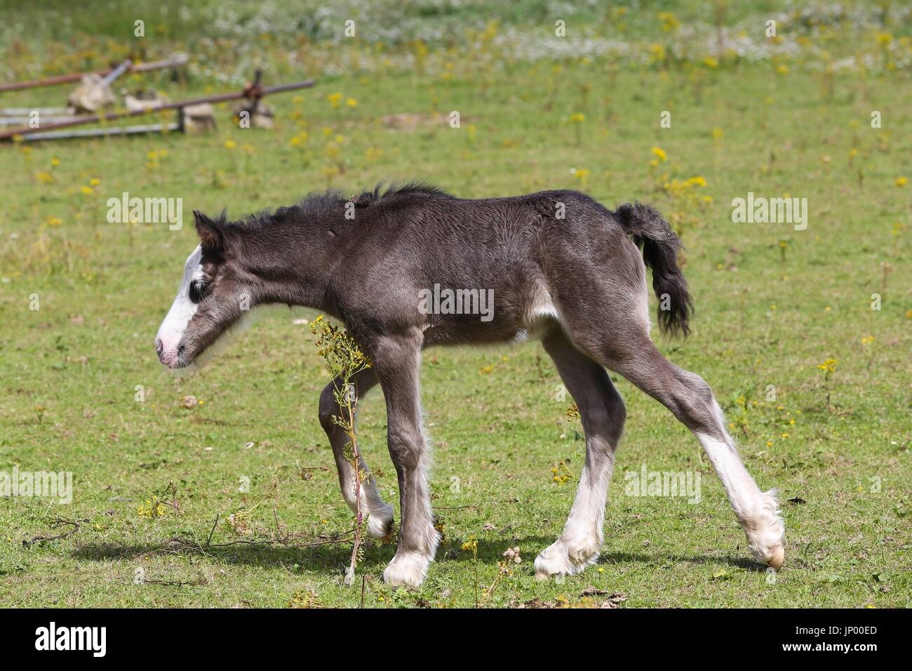Hatton Cross. London, UK. 31st July, 2017. Horses grazing in the field ...