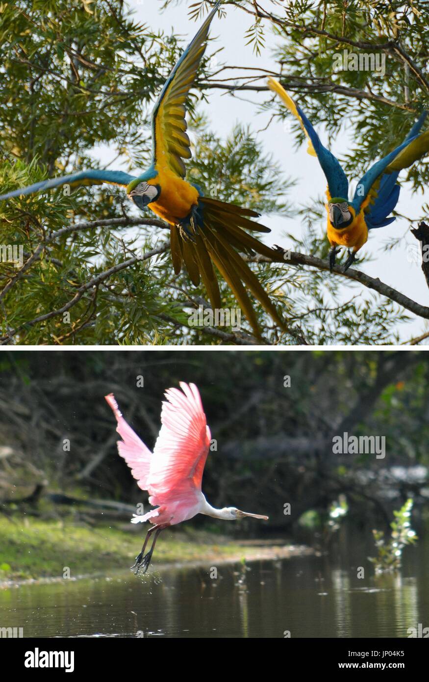 RIO DE JANEIRO, Brazil - Photos show birds in the Pantanal wetlands in ...