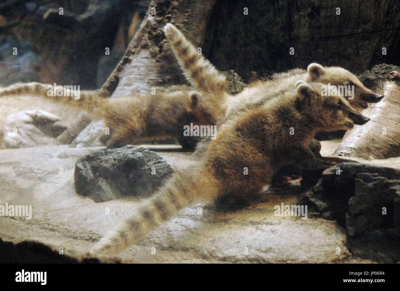 OSAKA, Japan - Three ring-tailed coati cubs, all female, are shown to ...