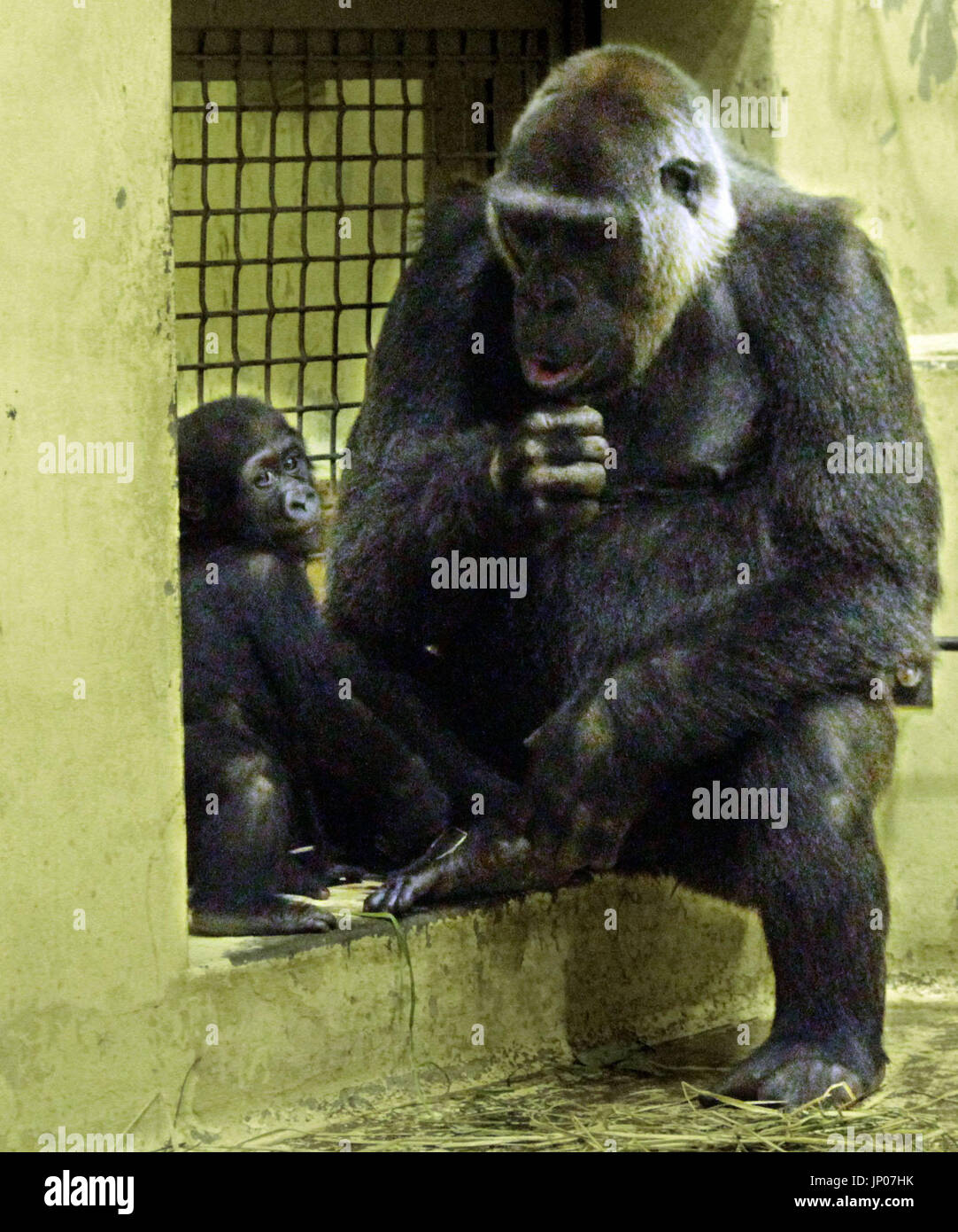 KYOTO, Japan - Gentaro (L), a male baby Western Gorilla, is unveiled to ...