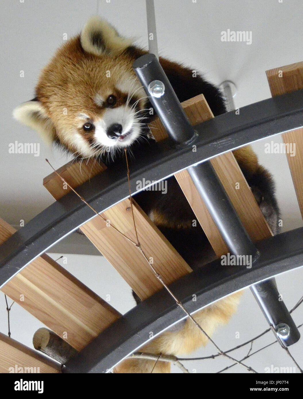 SAPPORO, Japan - A lesser panda looks down from a part of its enclosure ...