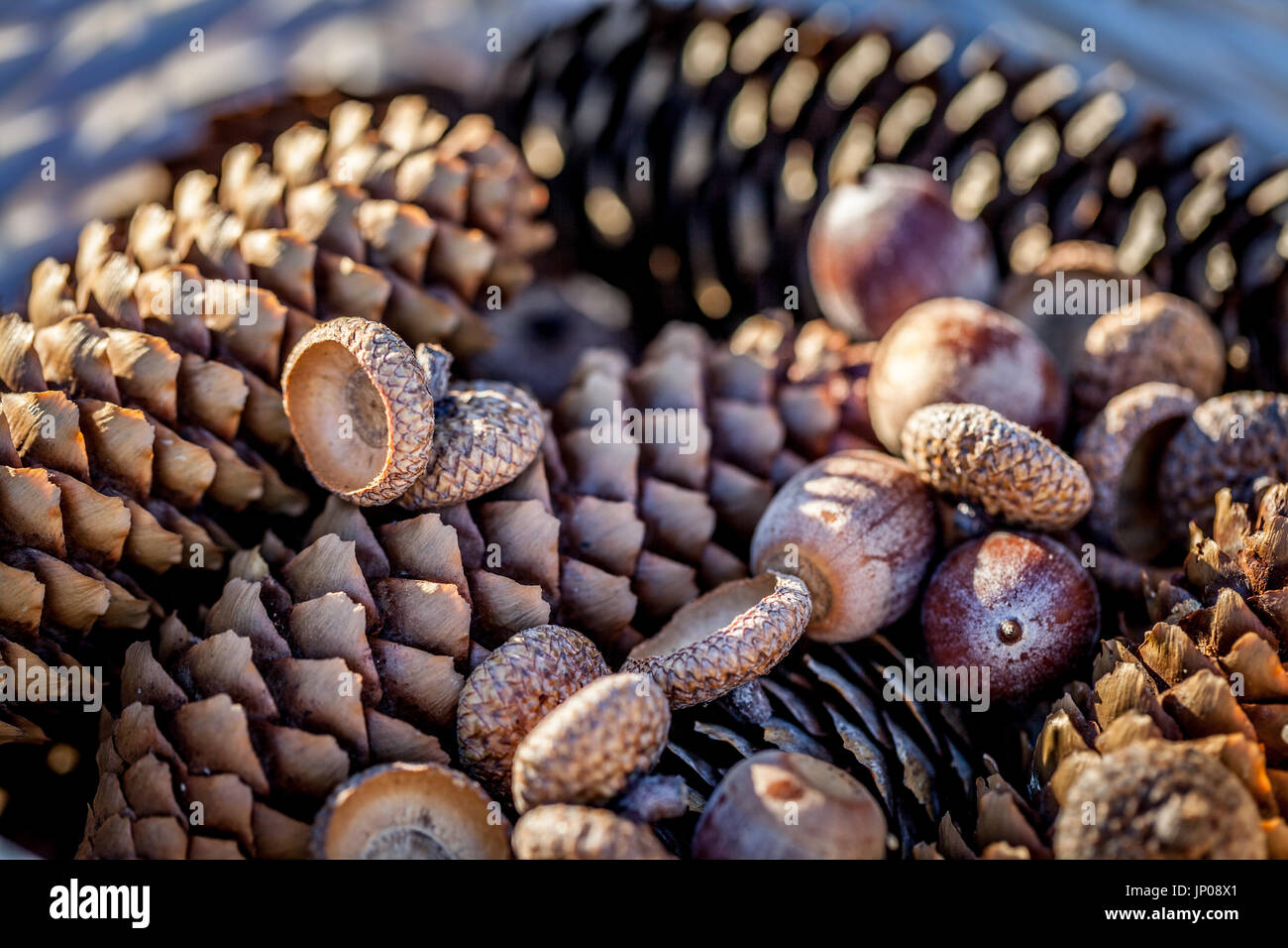 Acorns and cones hi-res stock photography and images - Alamy
