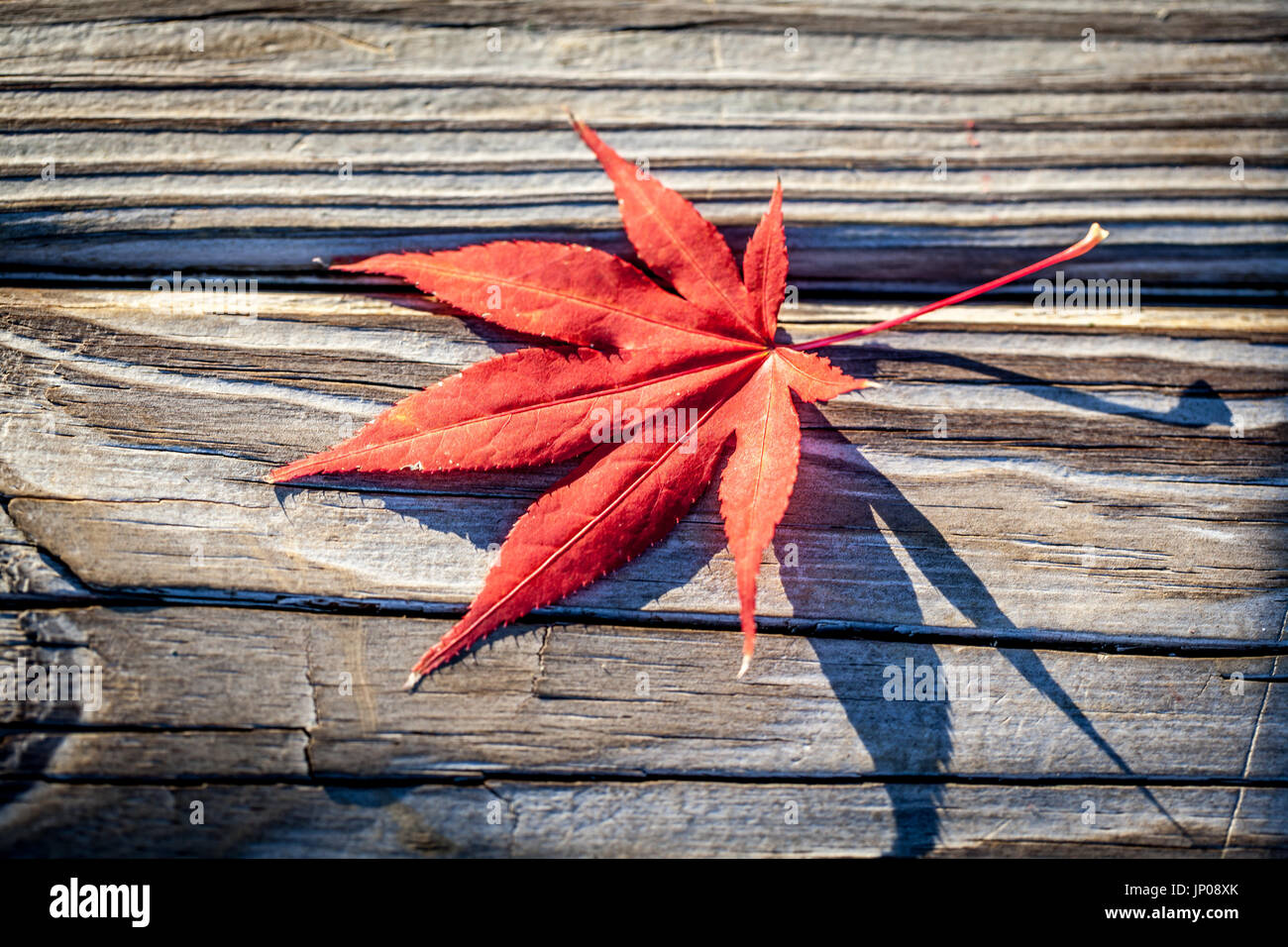 One maple leaf hi-res stock photography and images - Alamy