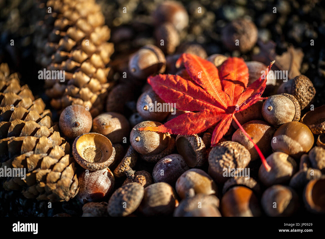 Brown pine cones, acorns and autumnal leaf on a stone background ...