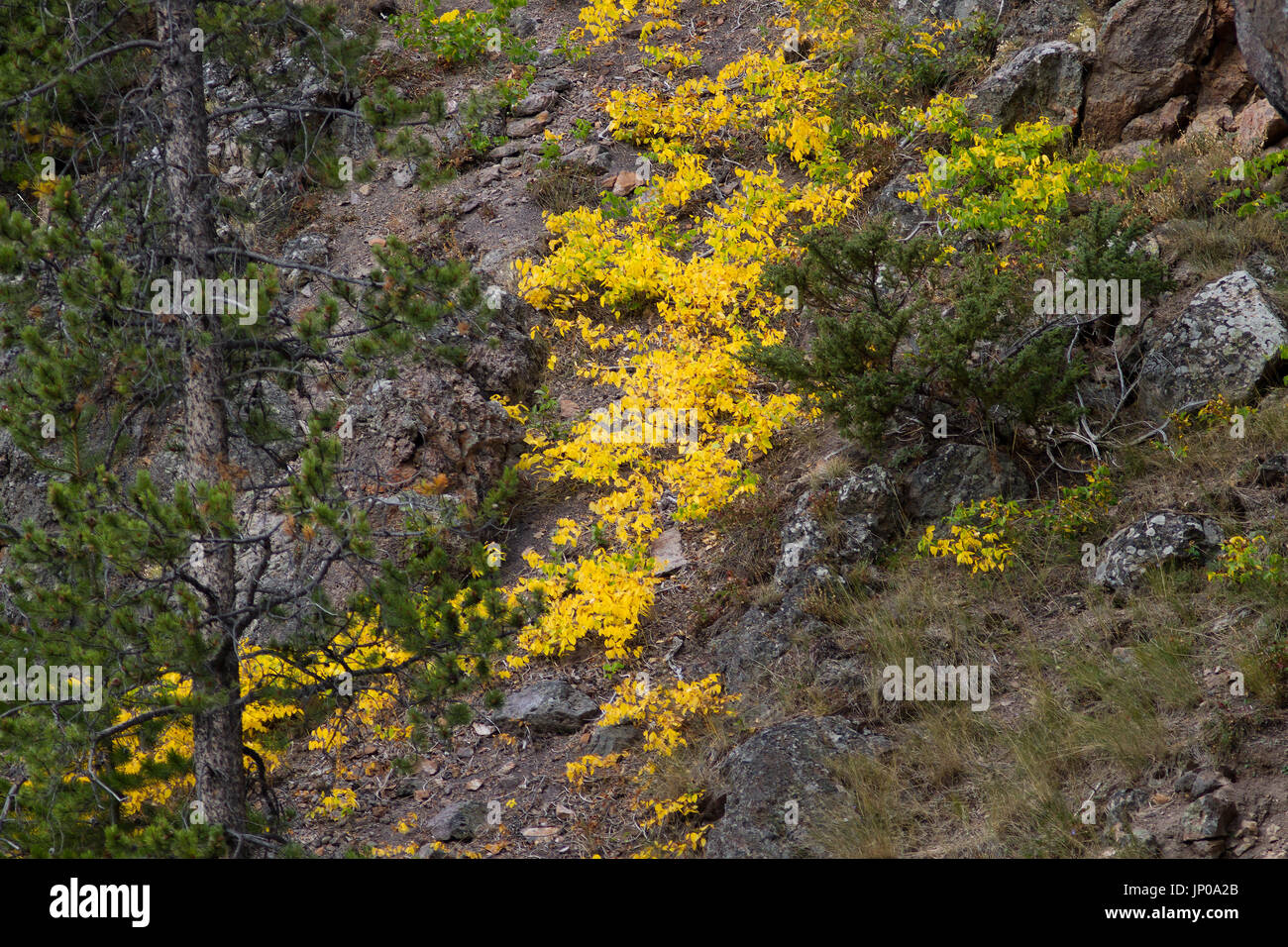 Streams of Monkey Flower drape the hillside in Yellowstone National ...