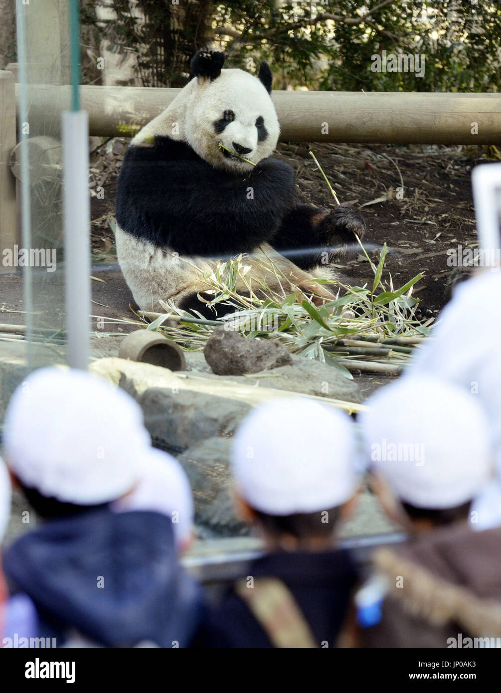TOKYO, Japan - Photo shows female giant panda Shin Shin at Tokyo's Ueno ...