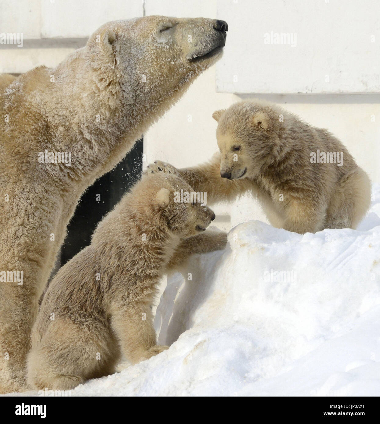 SAPPORO, Japan - Twin polar bear cubs play around their mother ''Rara ...