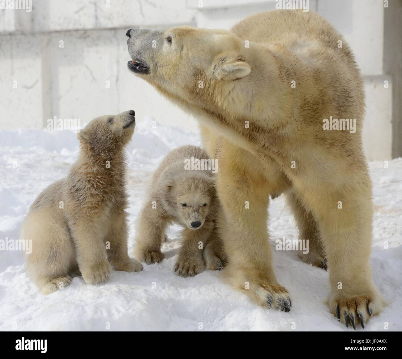 SAPPORO, Japan - Twin polar bear cubs stay close to their mother ''Rara ...