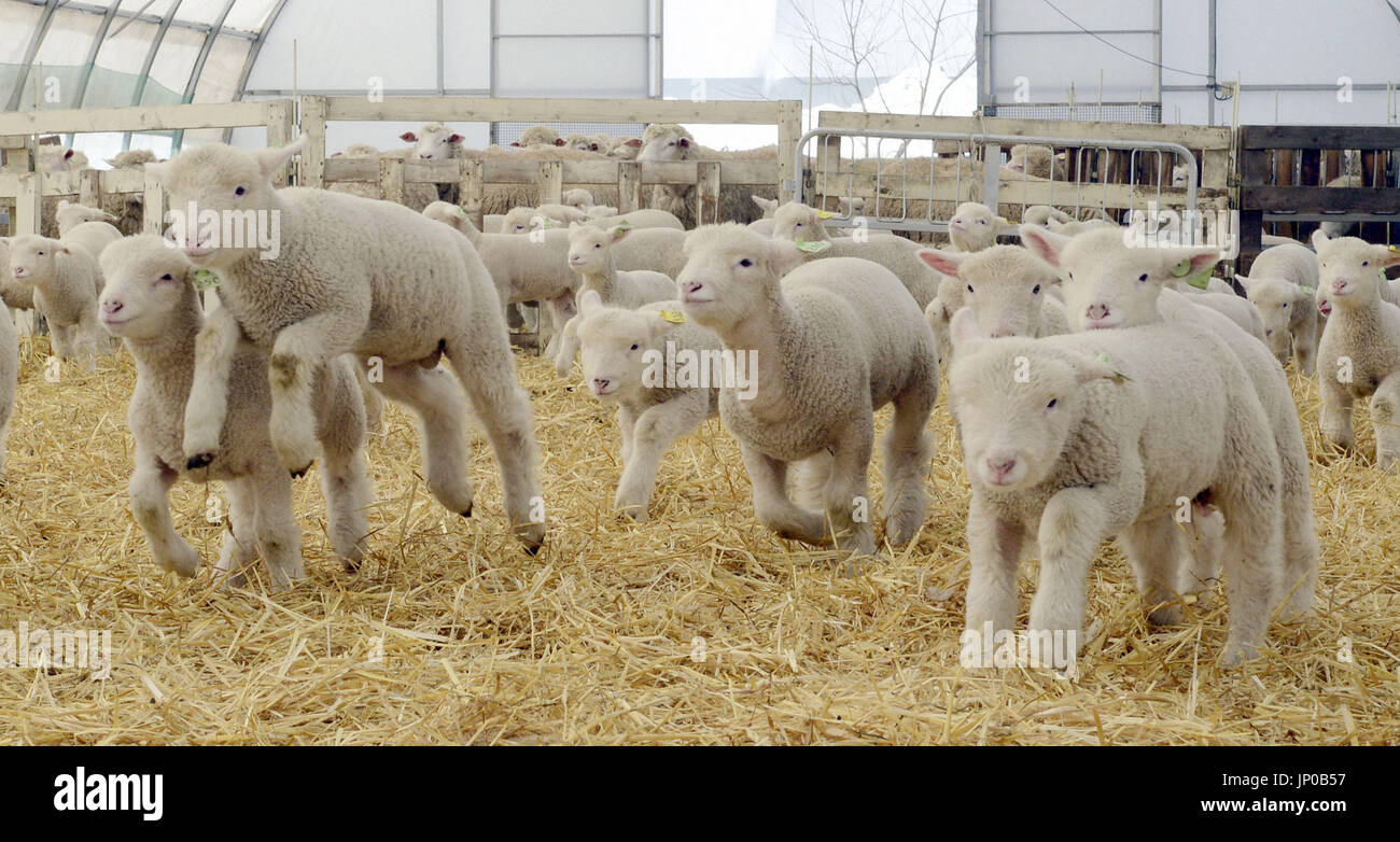 SAPPORO, Japan - Photo shows lambs running around in a barn at the ...