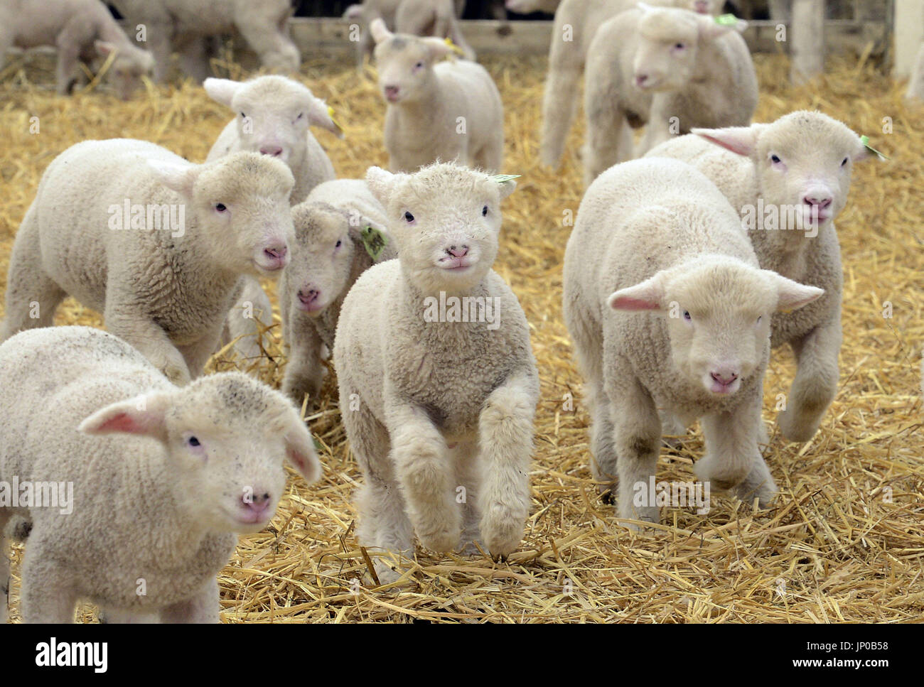 SAPPORO, Japan - Photo shows lambs running around in a barn at the ...
