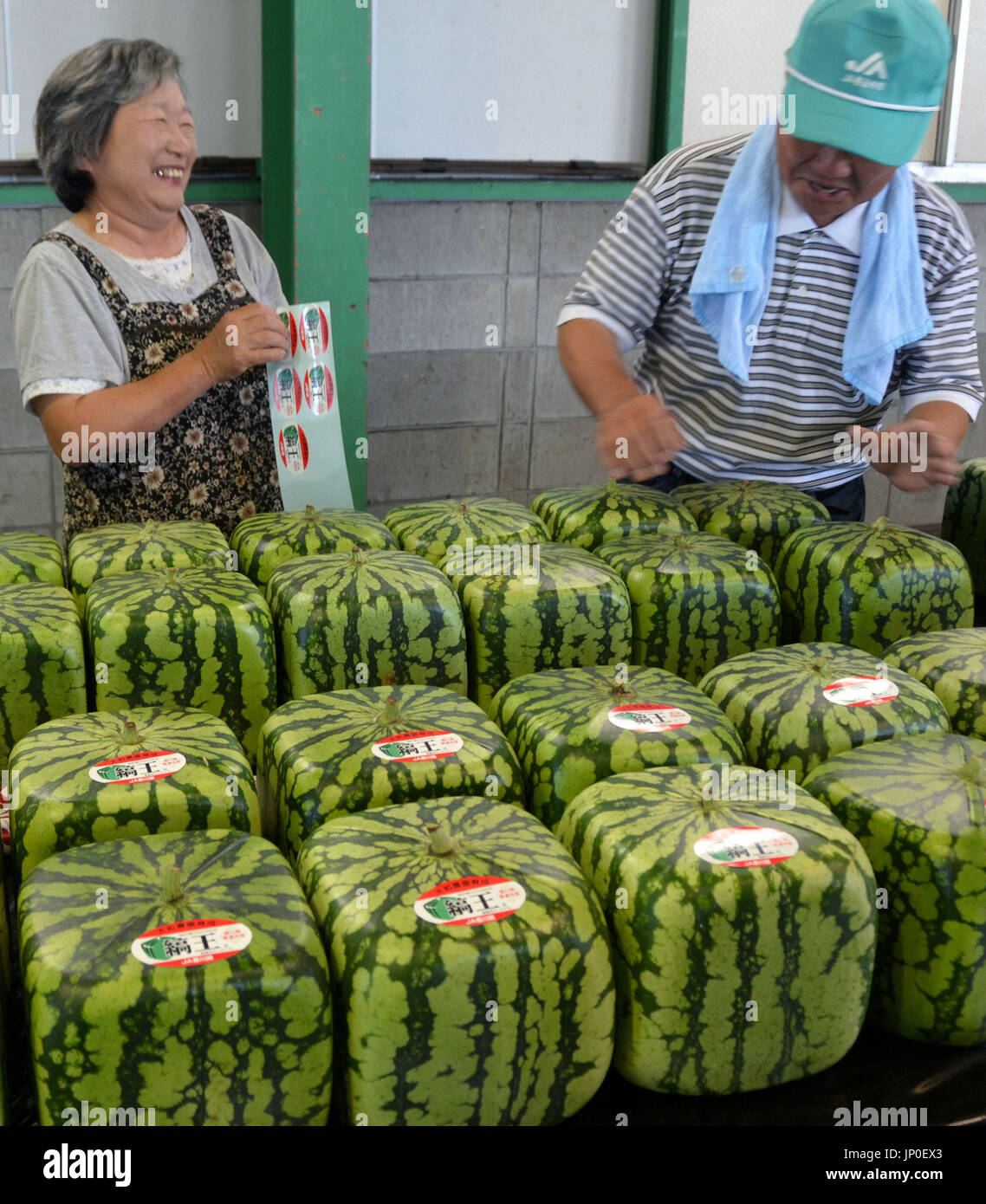 ZENTSUJI, Japan - Shipping of square watermelons begins in Zentsuji ...