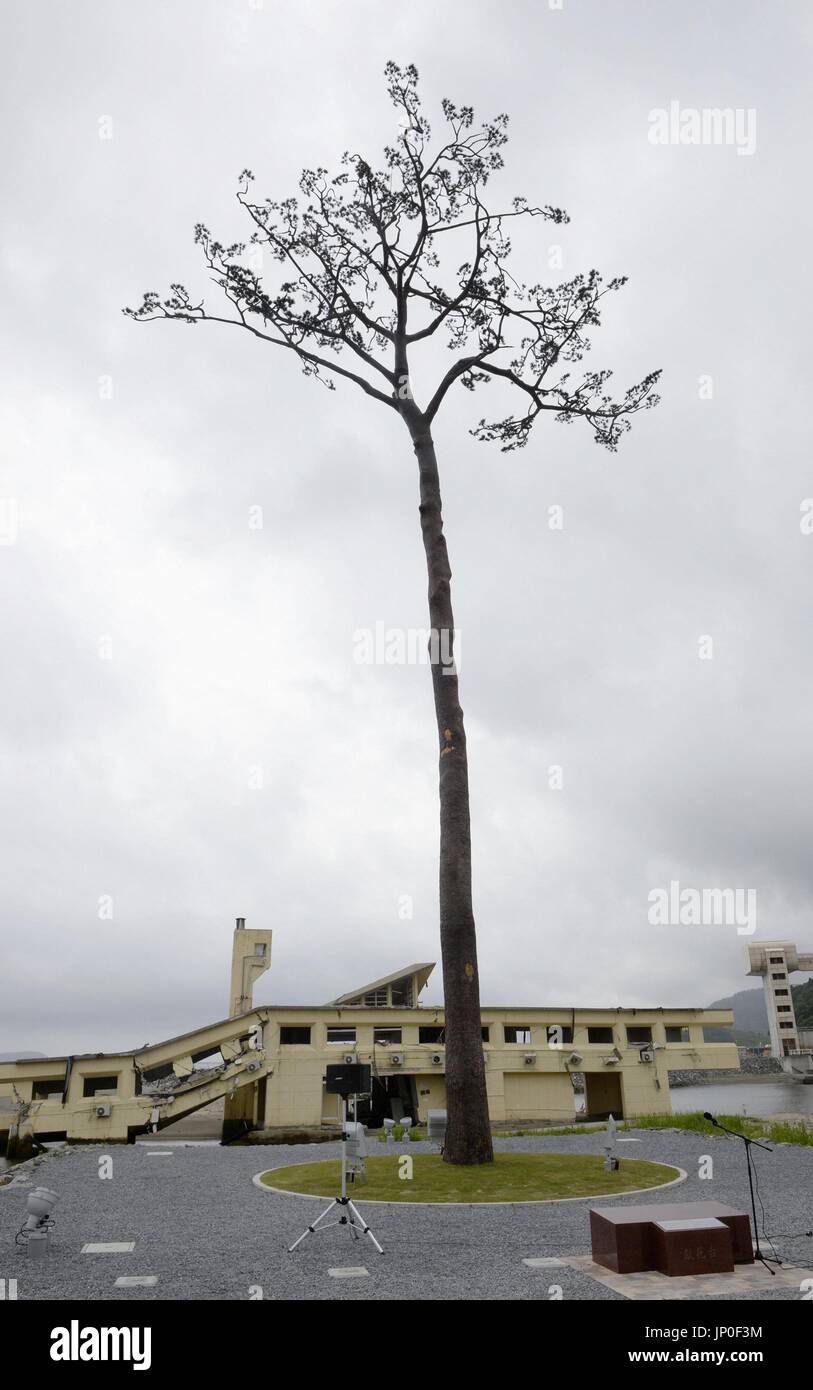 RIKUZENTAKATA, Japan - The preserved "miracle pine" is pictured in ...