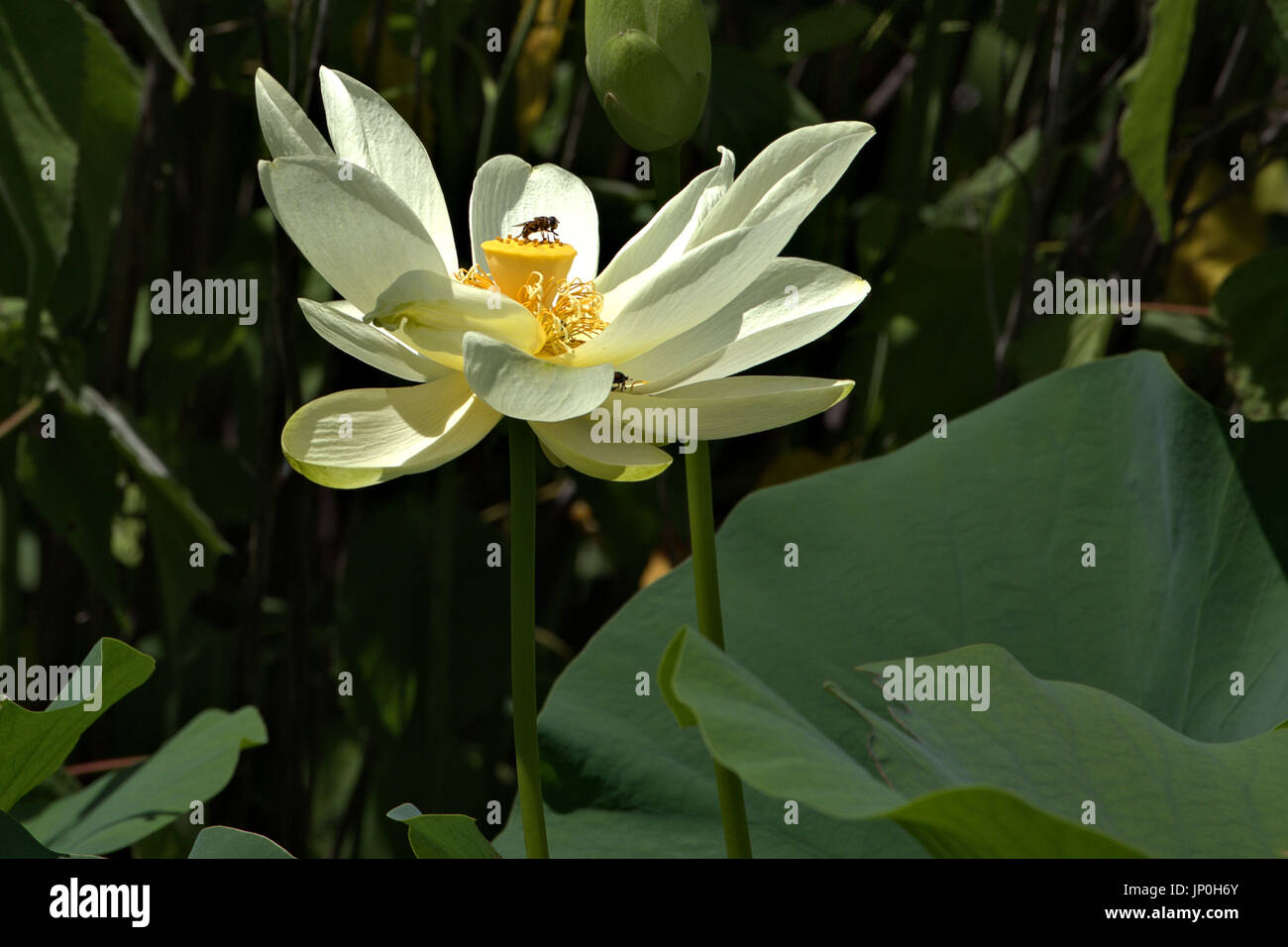 Lily pad flower hi-res stock photography and images - Alamy