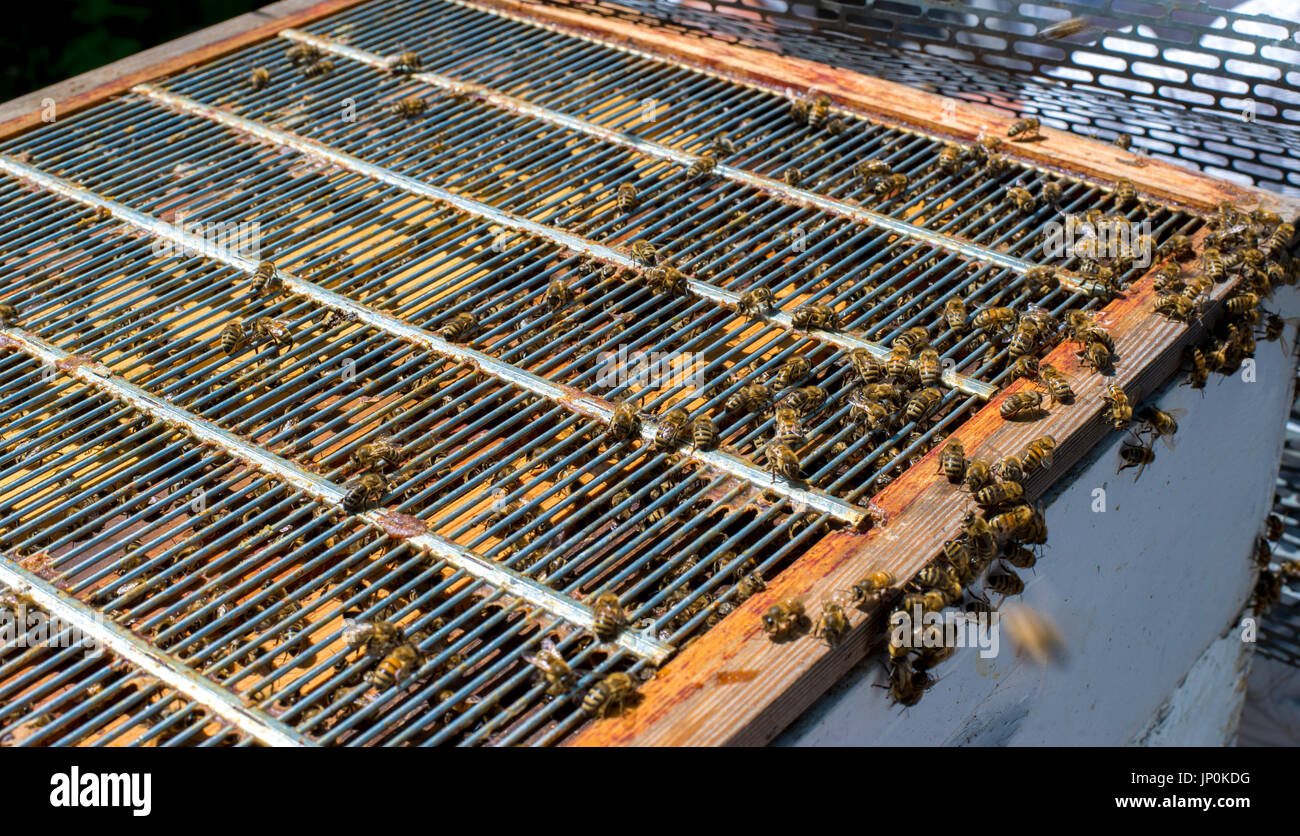 Queen seperator on top of honey bee hive Stock Photo - Alamy