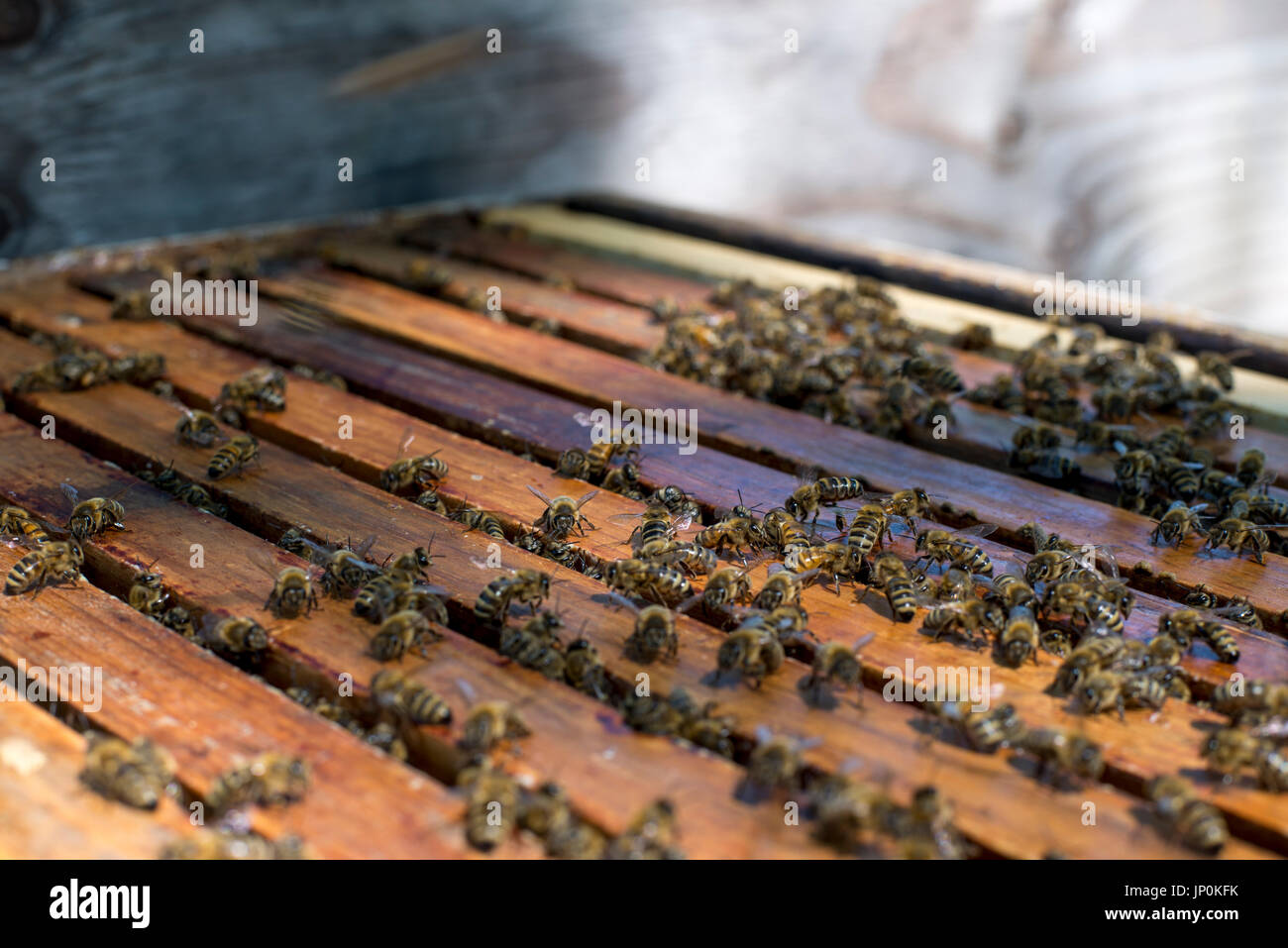 Hive with frames hi-res stock photography and images - Alamy