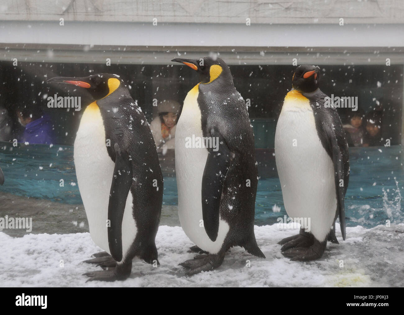 ASAHIKAWA, Japan - Penguins walk around their enclosure at Asahiyama ...