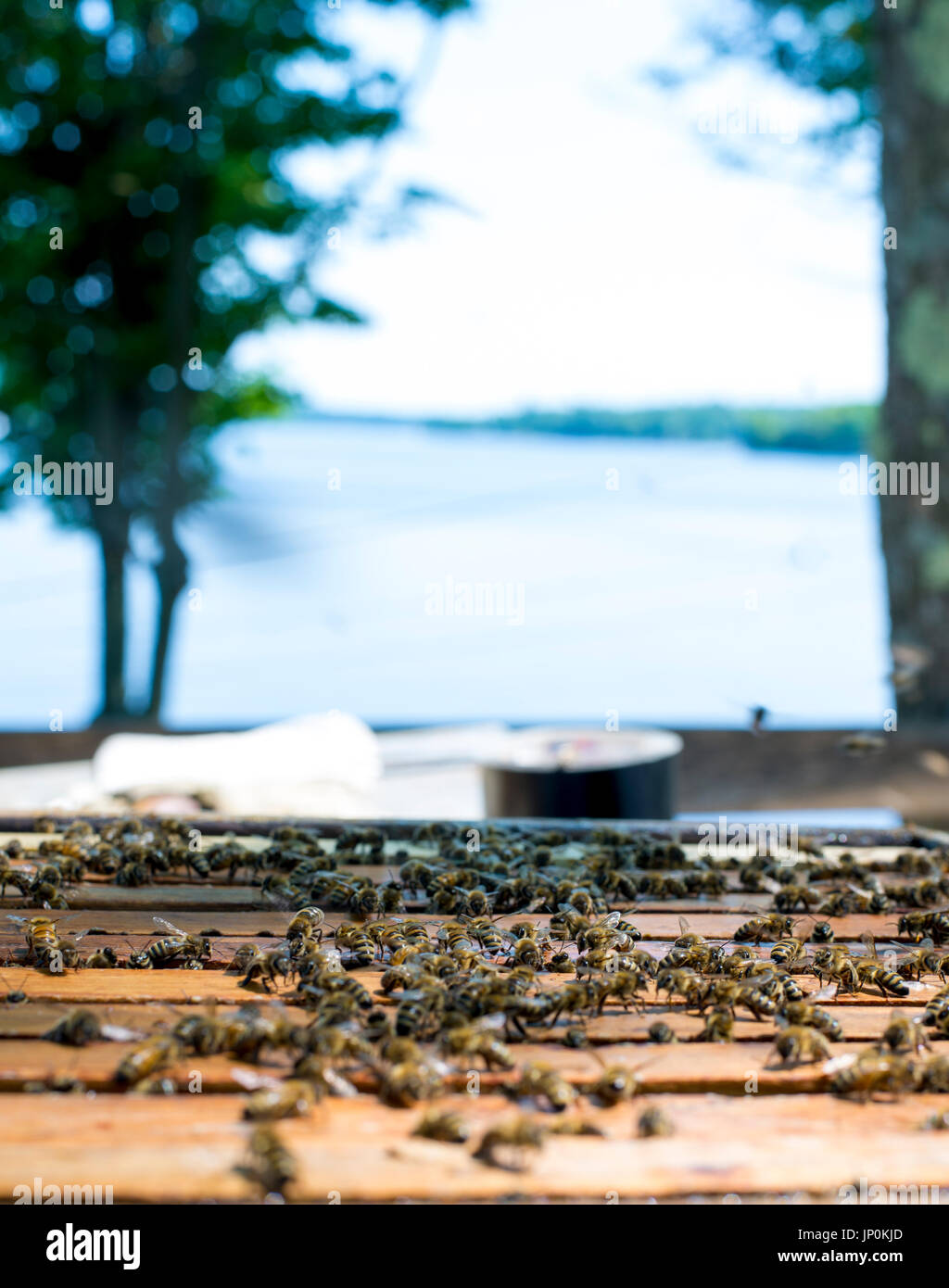 Hive with frames hi-res stock photography and images - Alamy