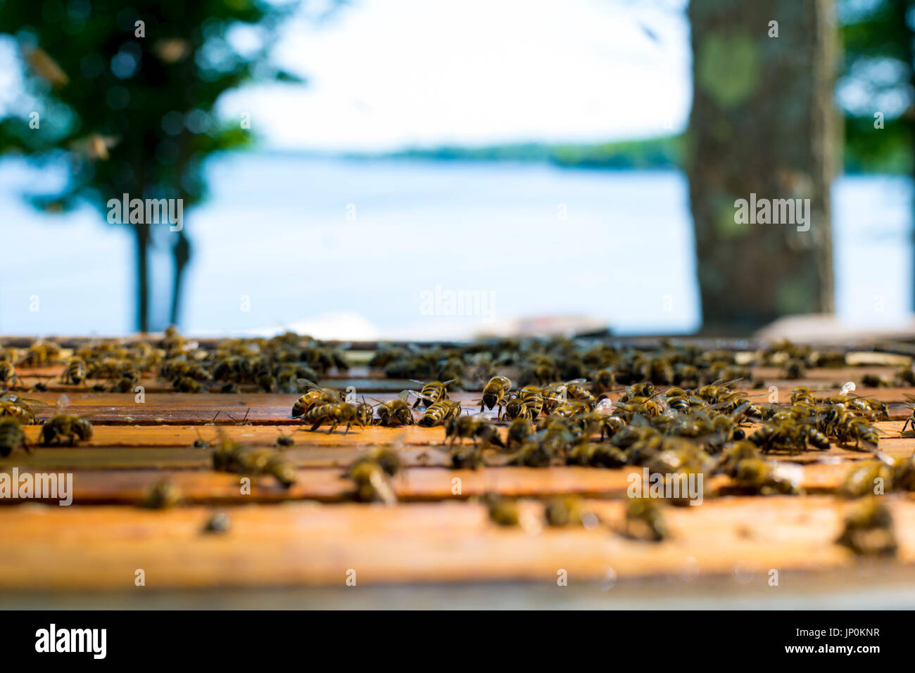 Hive with frames hi-res stock photography and images - Alamy