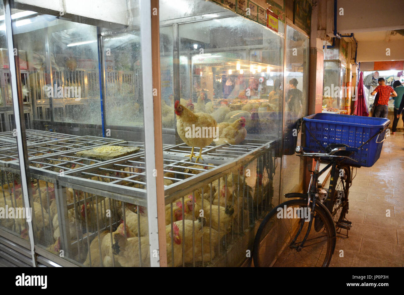 GUANGZHOU, China - Photo shows chickens to be sold at a market in ...