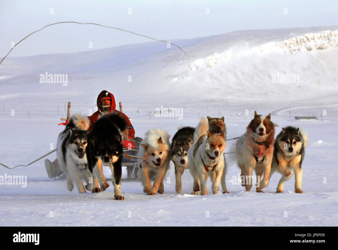 RESOLUTE, Canada - Japanese adventurer Tetsuhide Yamazaki rides a dog ...