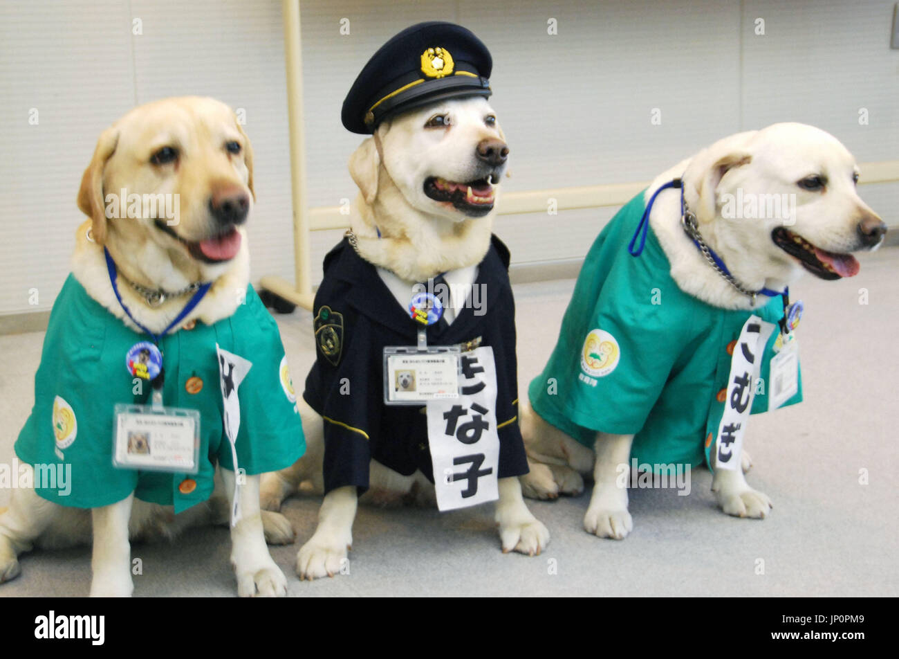 TAKAMATSU, Japan - Labrador retriever Kinako (C) in a police uniform ...