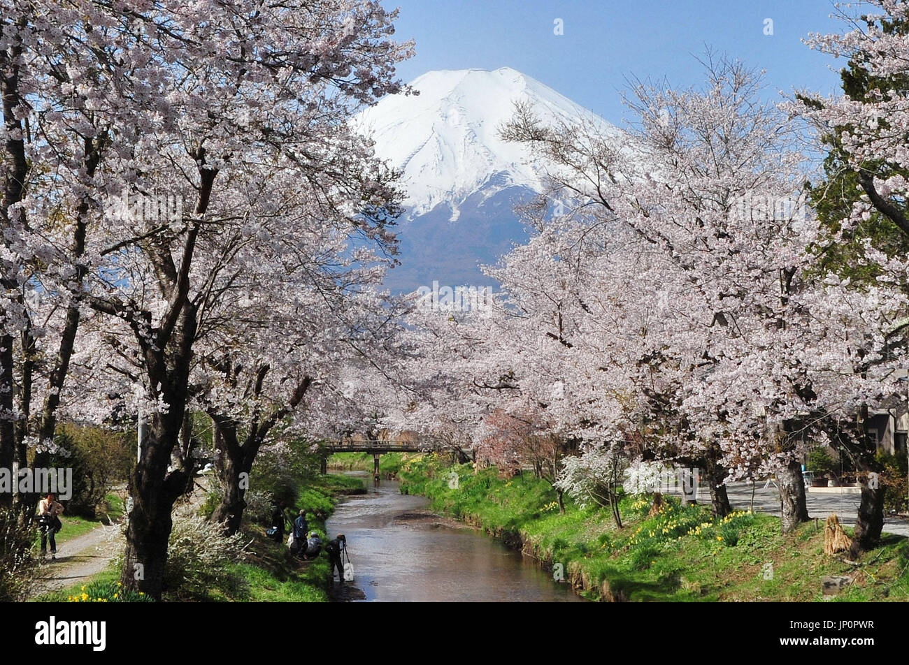 OSHINO, Japan - Cherry blossoms are in full bloom in the village of ...