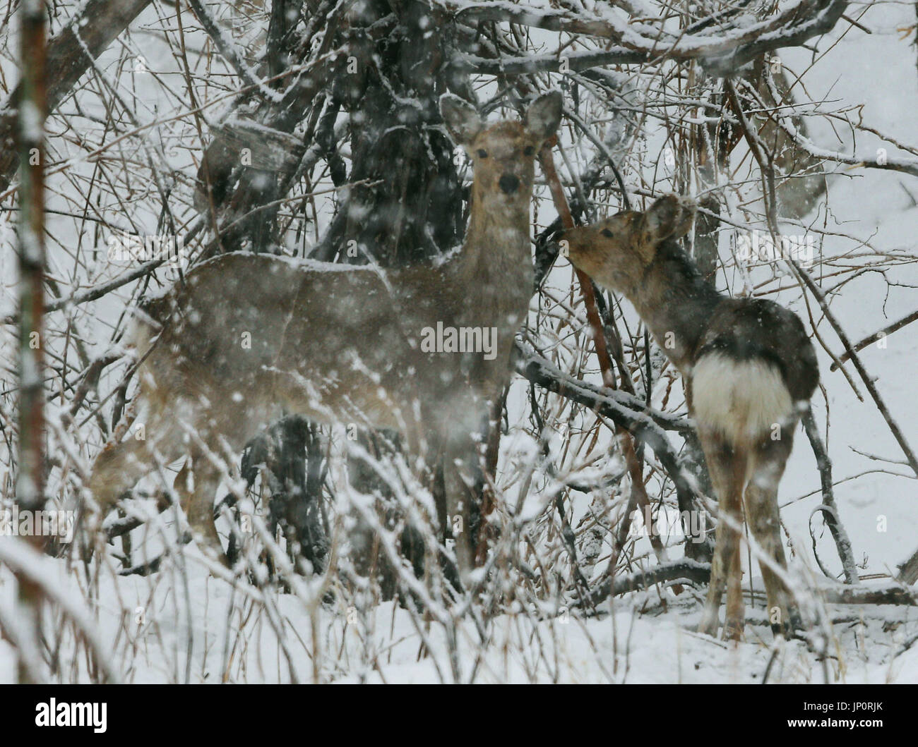 KUSHIRO, Japan - An "Ezo" deer and a fawn appear in the mountains in ...