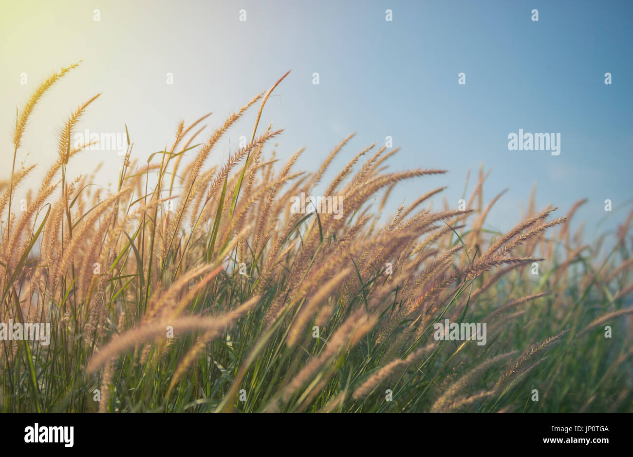 Close up of fox-tail Stock Photo - Alamy