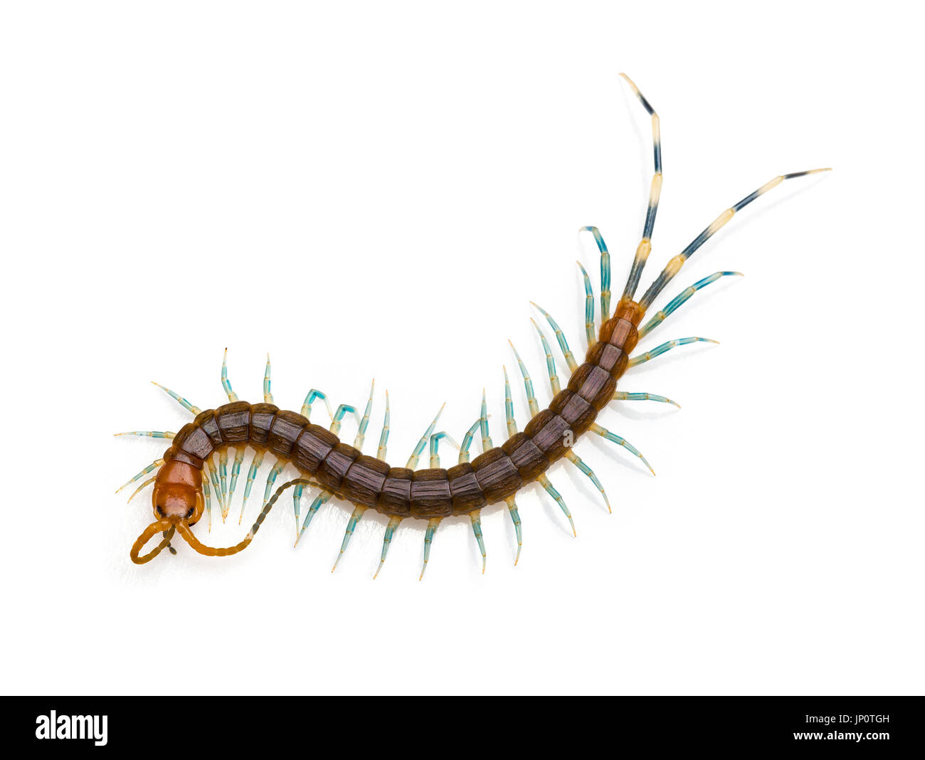 top view Centipede on a white background Stock Photo - Alamy
