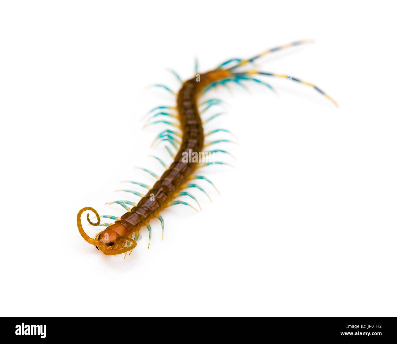 Centipede on a white background Stock Photo - Alamy