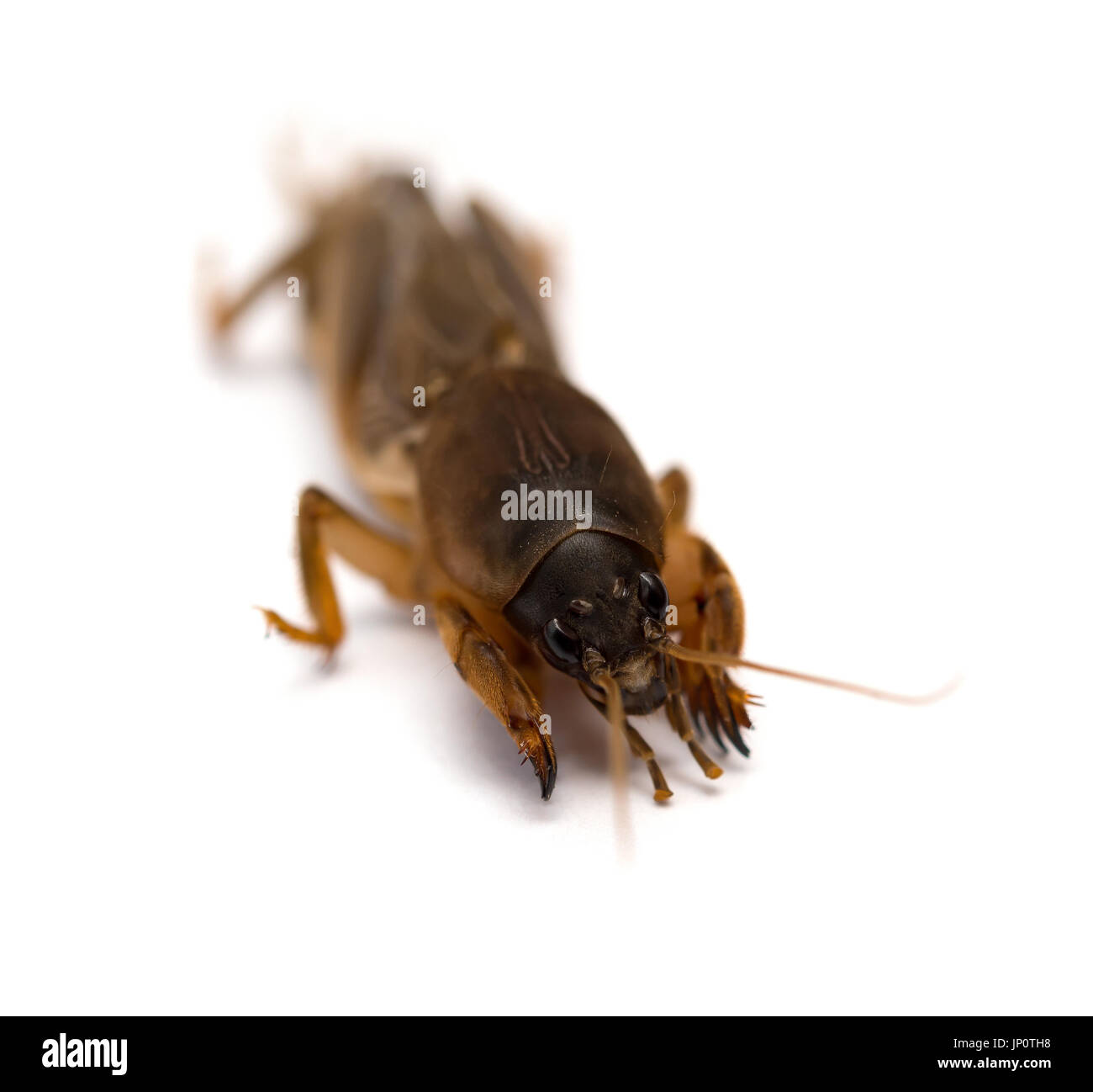 Cricket legs insect Cut Out Stock Images & Pictures - Alamy