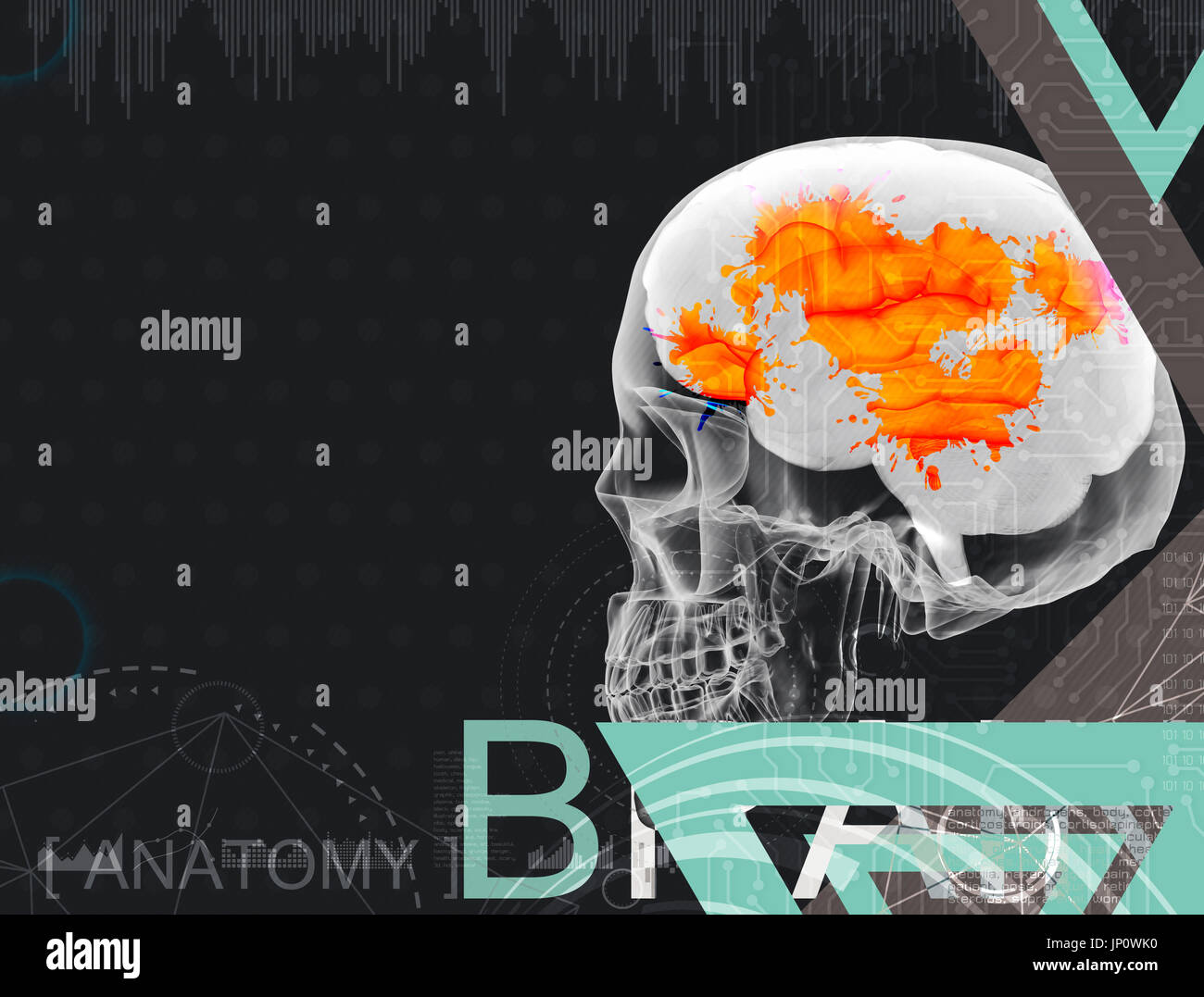 3d illustration of human brain by x- ray on background Stock Photo - Alamy