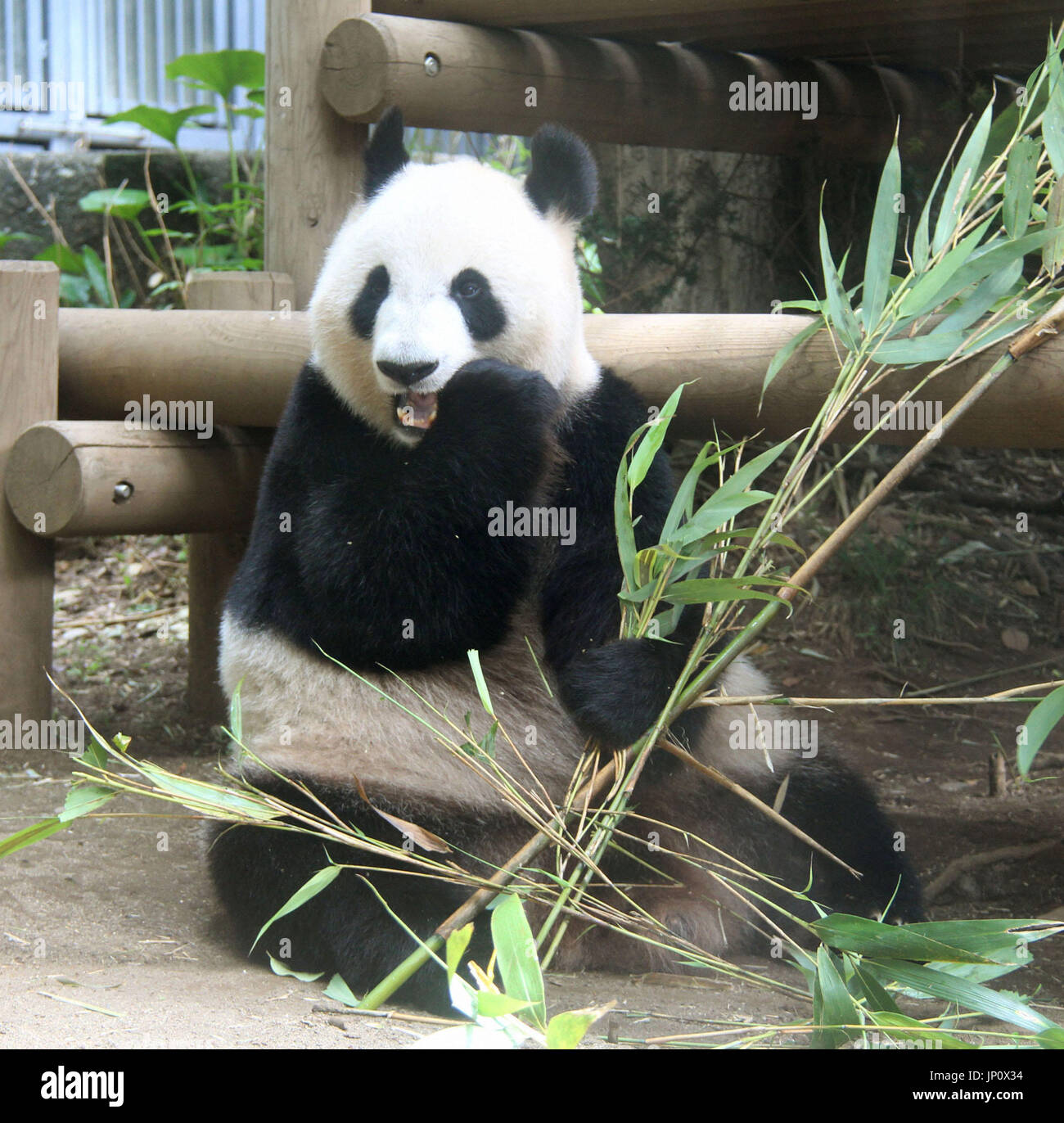 TOKYO, Japan - Photo shows giant panda Shin Shin at Tokyo's Ueno Zoo on ...