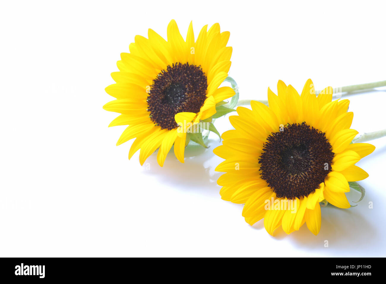 Japanese yellow sunflower isolated Stock Photo - Alamy