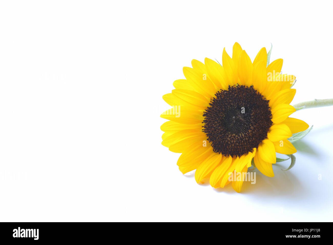 Japanese yellow sunflower isolated Stock Photo - Alamy