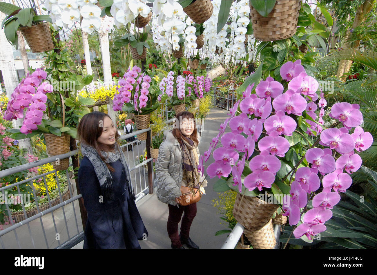 YONAGO, Japan - An orchid festival starts at Tottori Hanakairo park in the town of Nambu ...