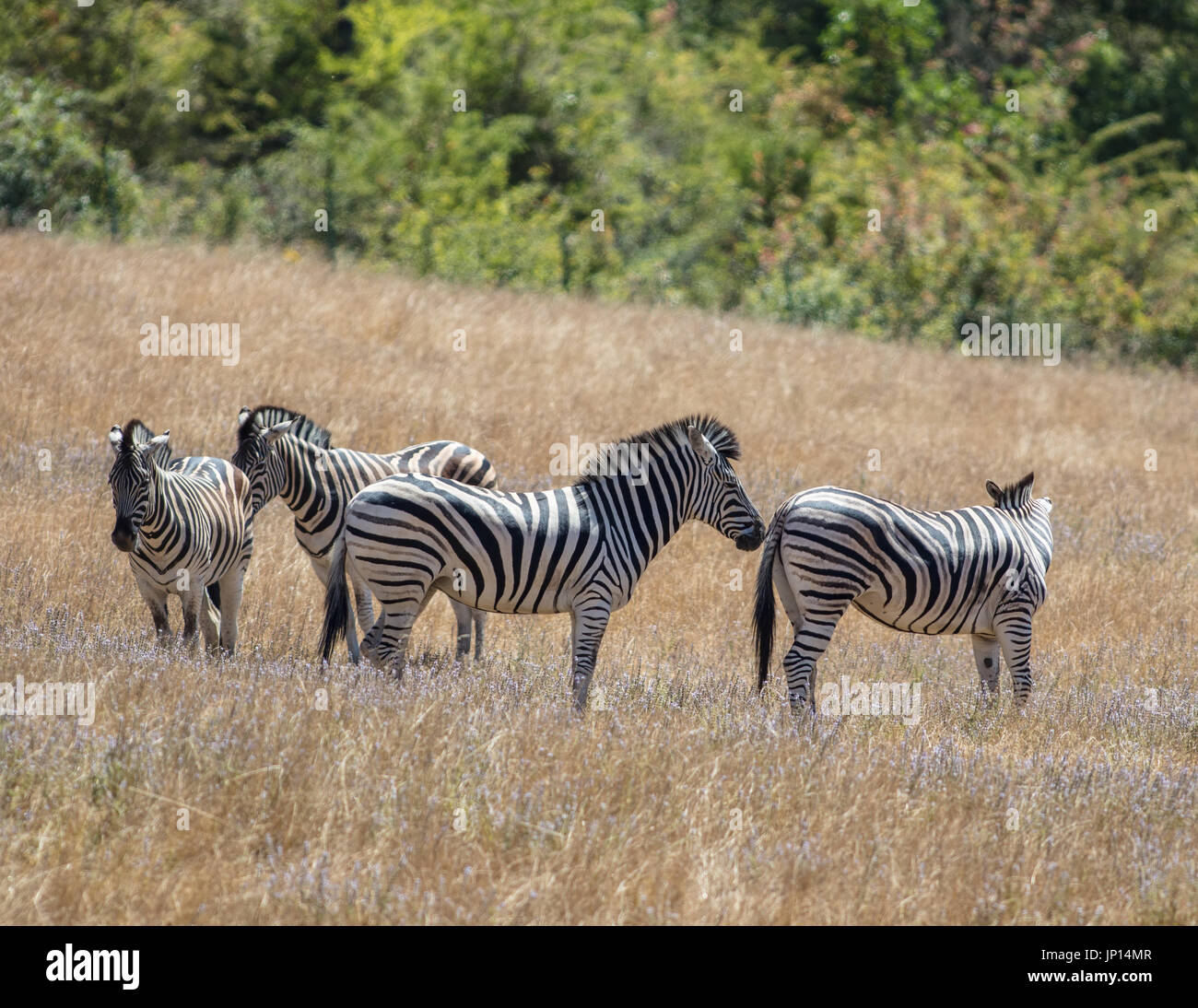 Wildlife safari oregon hi-res stock photography and images - Alamy
