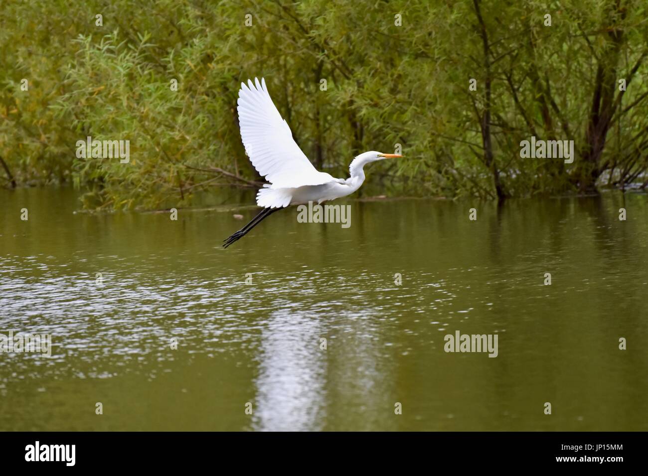 Great egret (Ardea alba) flying across a lake Stock Photo - Alamy