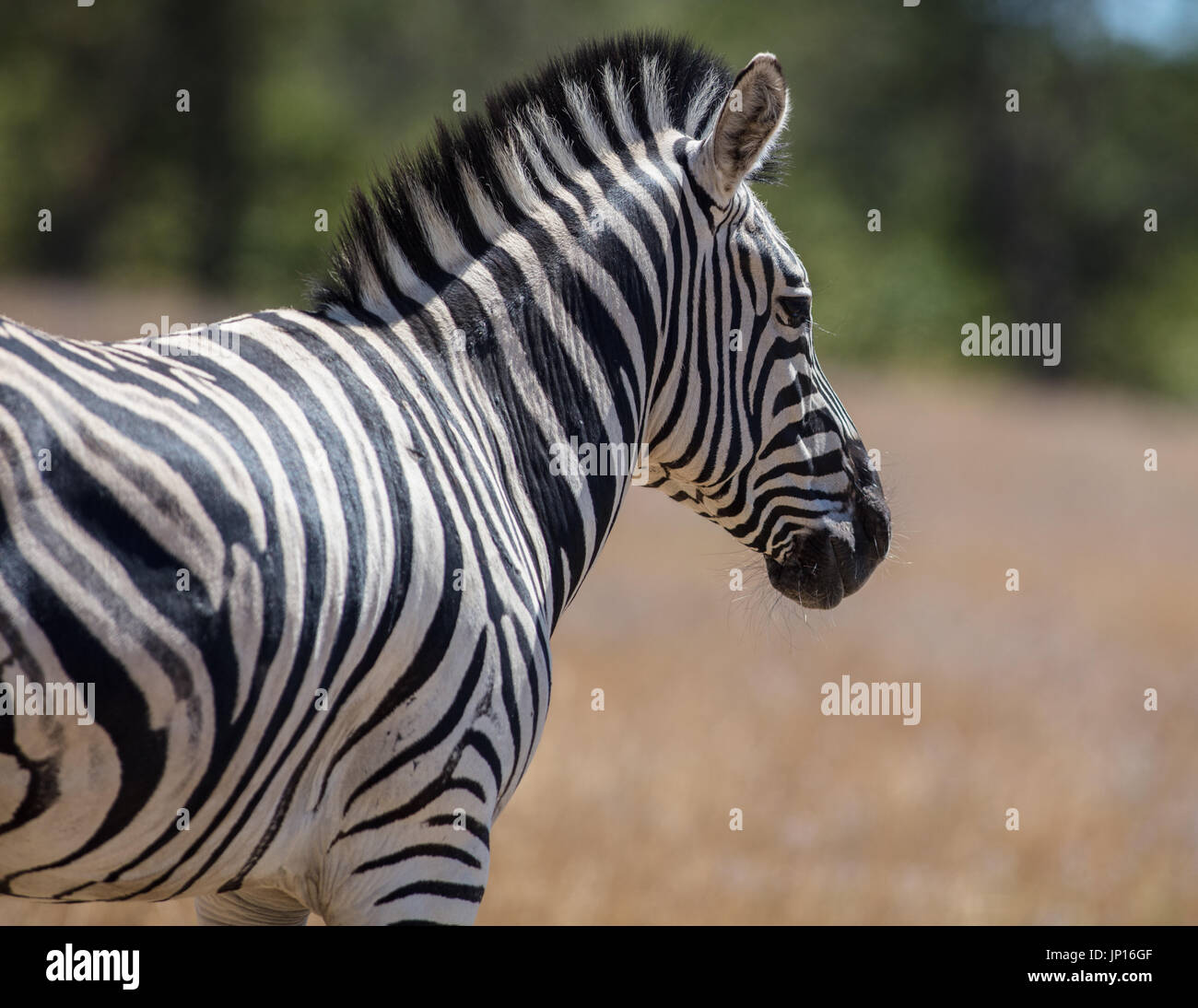 Wildlife safari oregon hi-res stock photography and images - Alamy